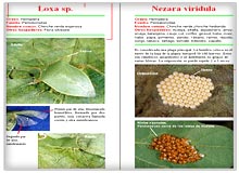 La Soja y sus Insectos - Tomo 1 - Aníbal Molina :: Libreria ...